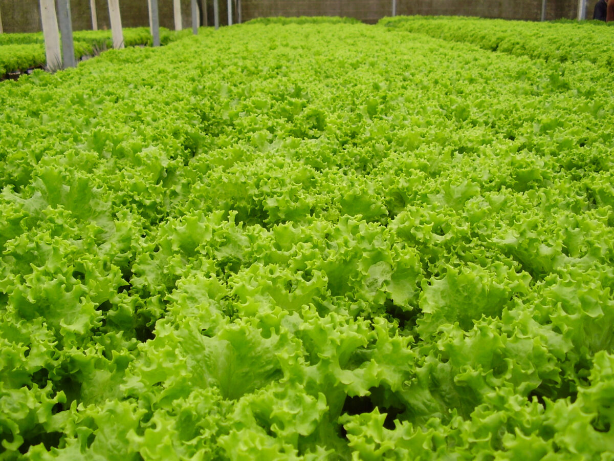 SQM Introduces its Latest Innovation for the Agricultural Industry: A ...